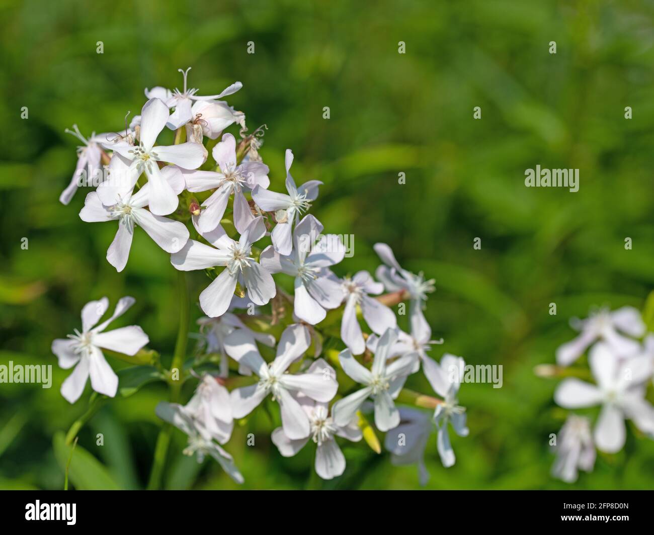 Flowering soapwort, Saponaria officinalis, in summer Stock Photo - Alamy
