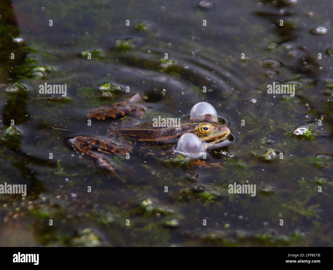 Frog, a Marsh frog or Pool frog, croaking with blown cheeks during ...