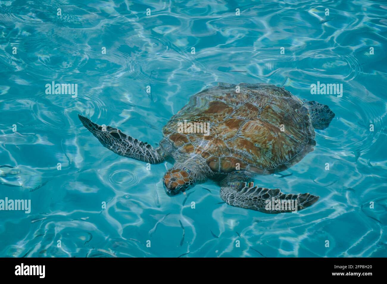 Sea turtle in the Curacao island with clear water from above. Curacap ...
