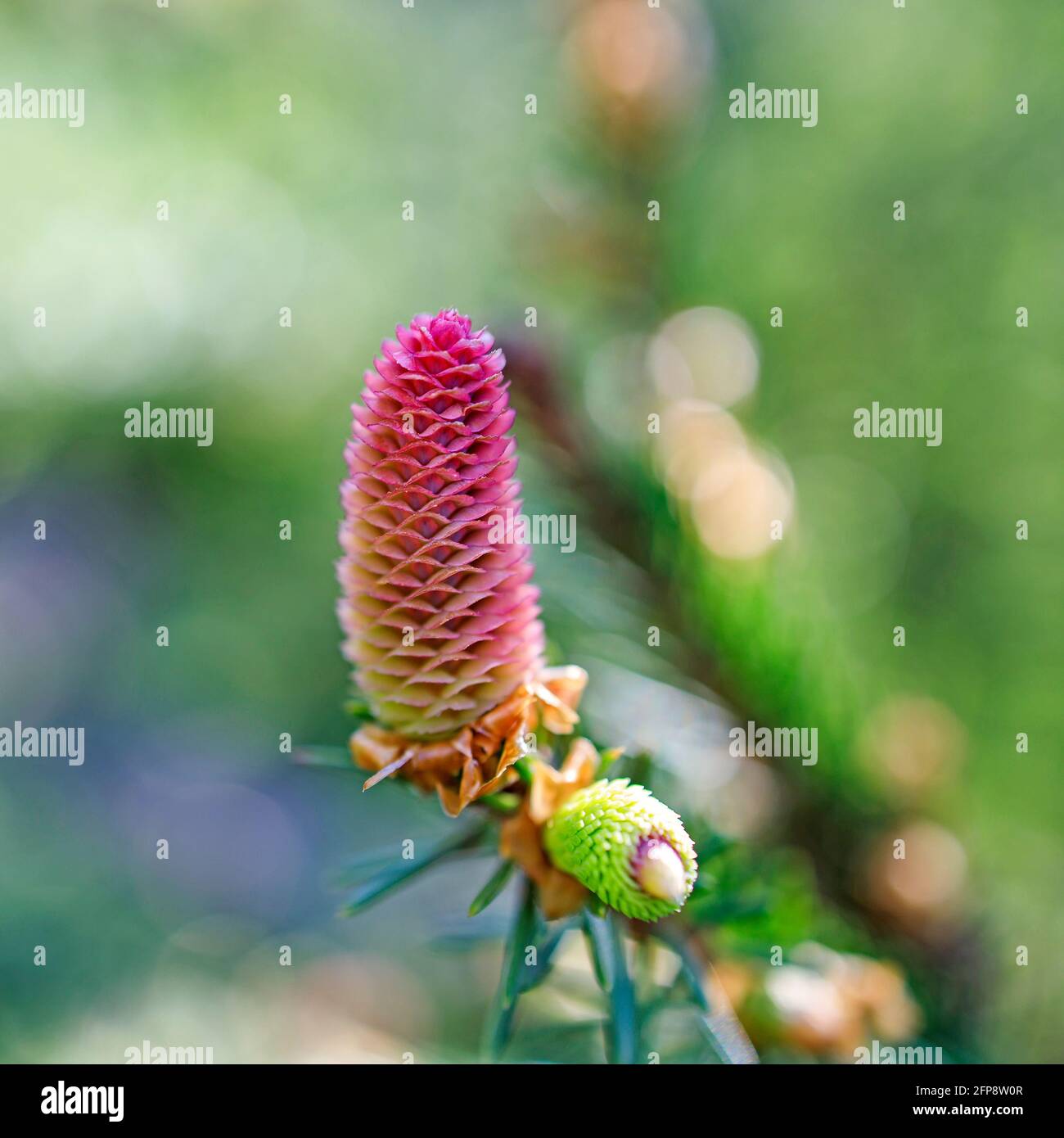a young female cone of an ordinary spruce, it is pink and its scales ...