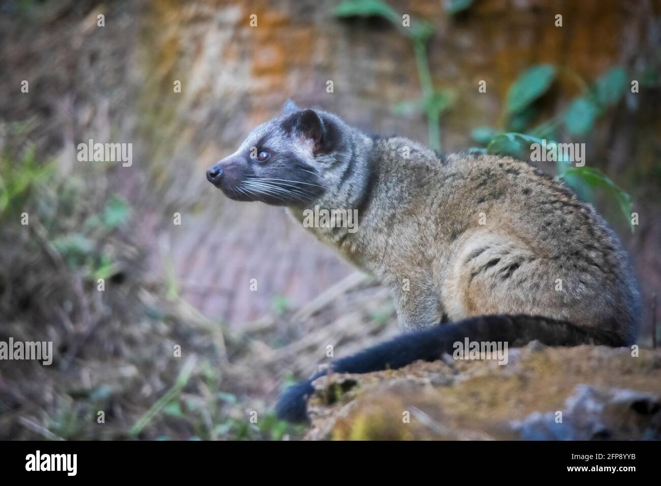 Himalayan Palm Civet, Paguma larvata, Sikkim, India Stock Photo - Alamy