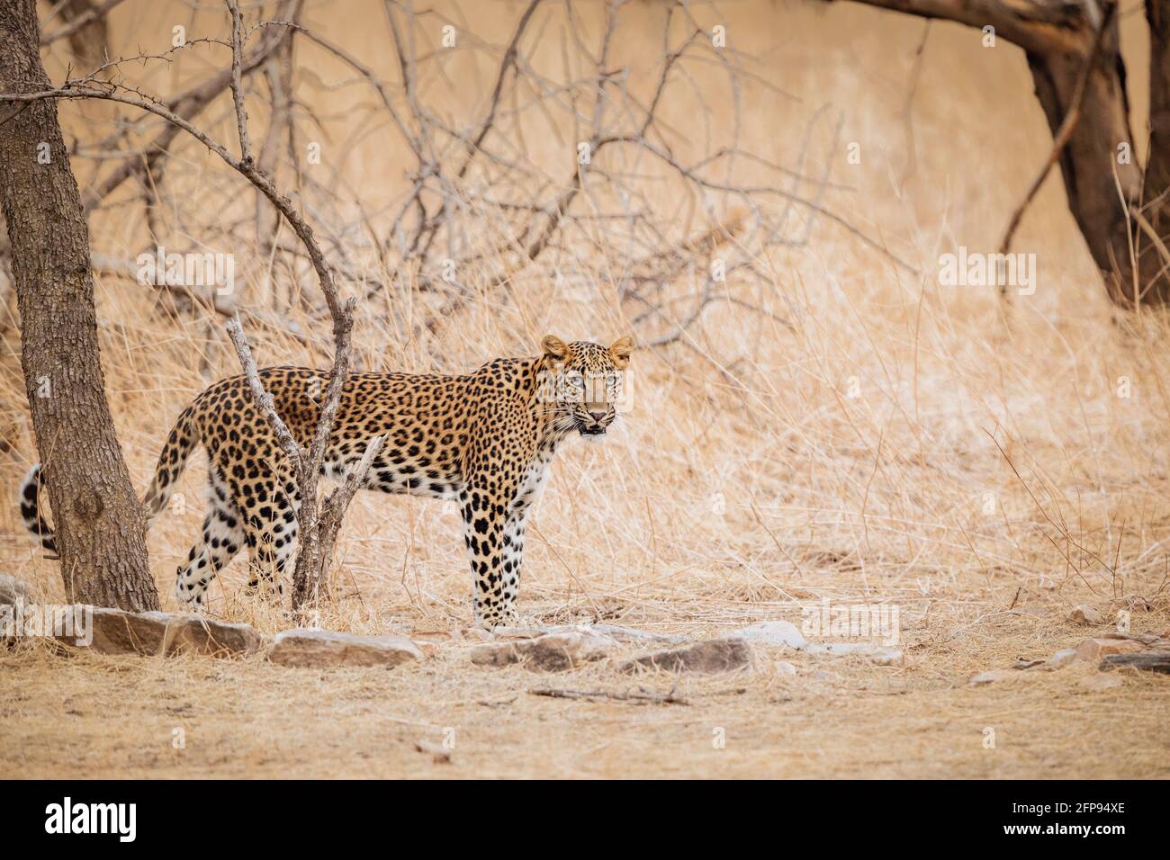 Indian leopard, Panthera pardus fusca, Jhalana, Rajasthan, India Stock ...