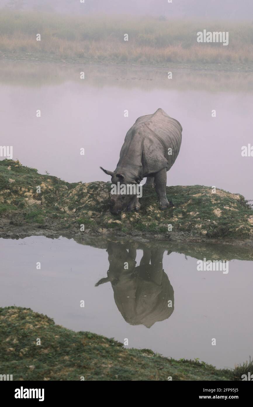 Indian One Horned Rhinoceros near water, Kaziranga Tiger Reserve, Assam ...