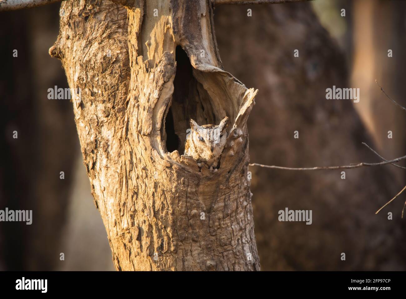 Indian Scops Owl, Otus bakkamoena, Umred Karhandla Wildlife Sanctuary ...