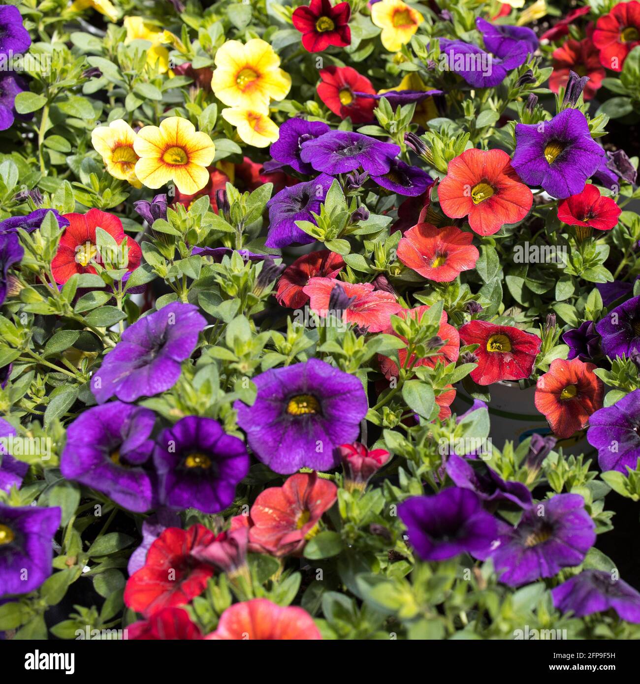 Different color of calibrachoa is a genus of plants in the Solanaceae ...