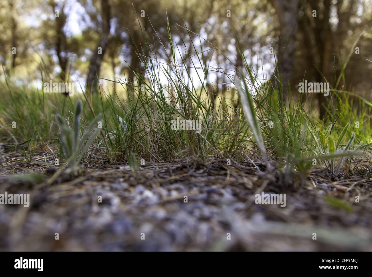 Detail of nature and healthy life, environment and natural beauty Stock ...
