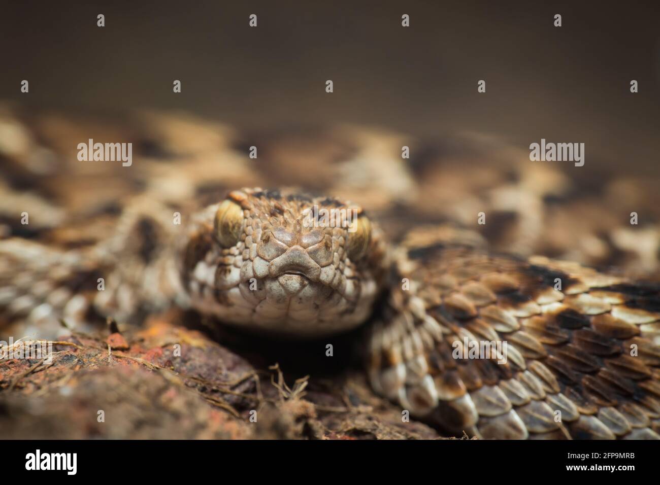 Saw Scaled Viper, Echis carinatus carinatus, Satara, Maharashtra, India ...