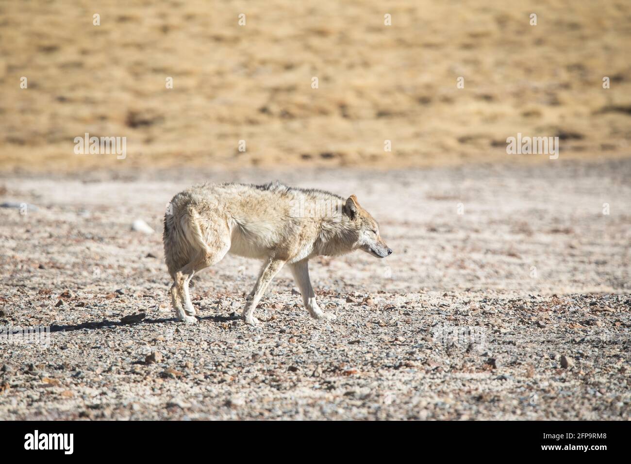 Tibetan Wolf, Canis lupus filchneri, Gurudonmar, Sikkim, India Stock Photo - Alamy