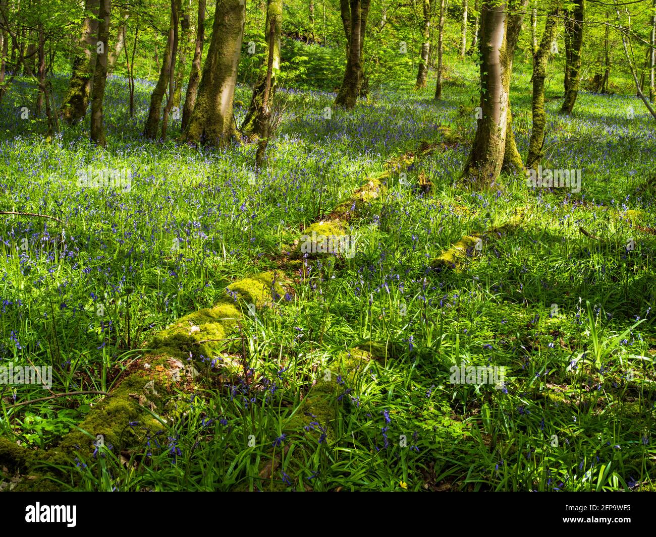 Scottish blue bells hi-res stock photography and images - Alamy