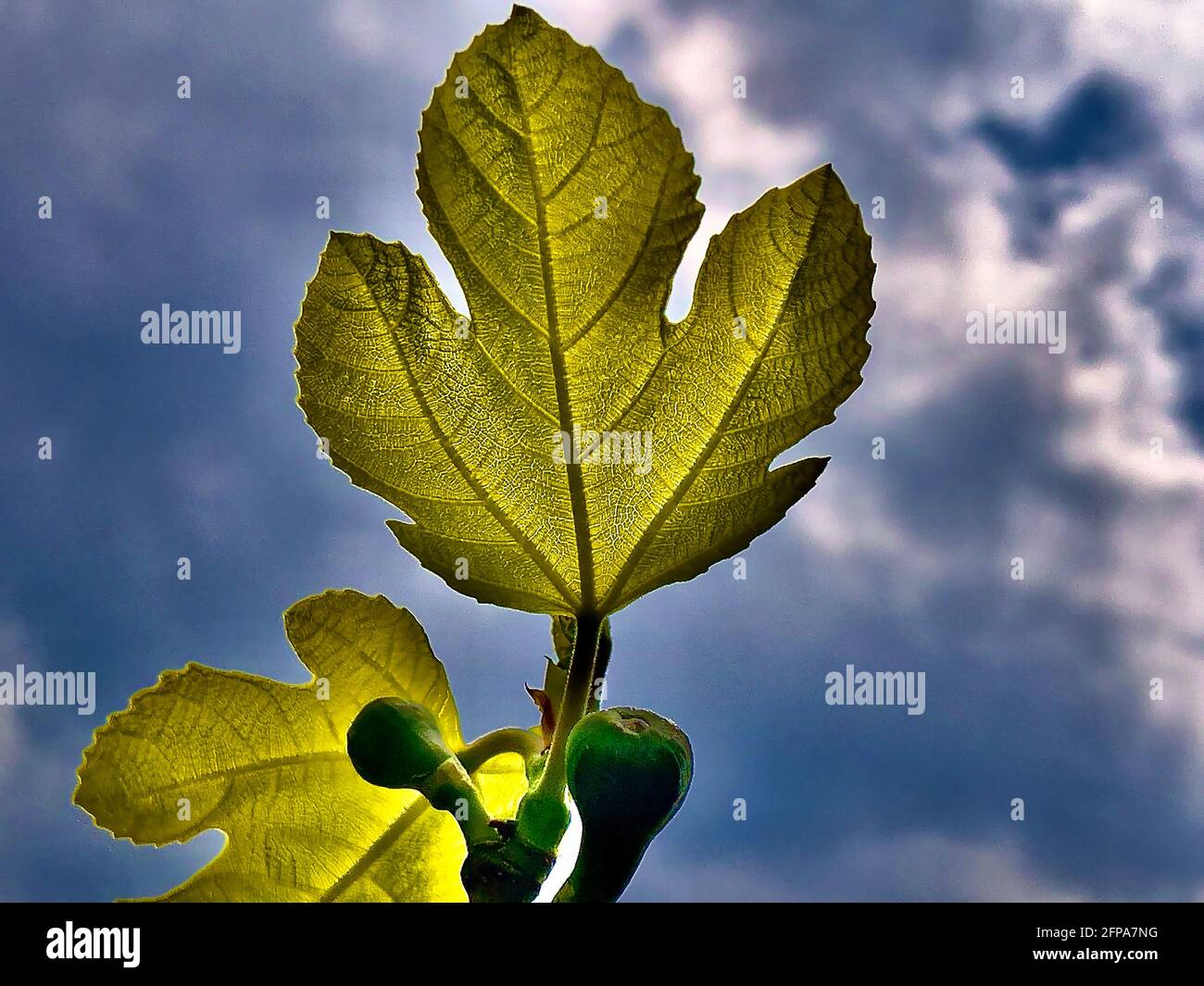Fig plant hi-res stock photography and images - Alamy