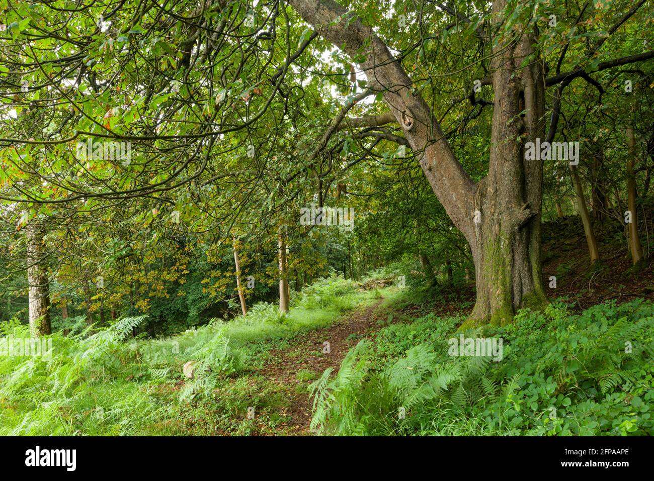 A Horse Chestnut (Aesculus Hippocastanum) tree at The Lookout at ...