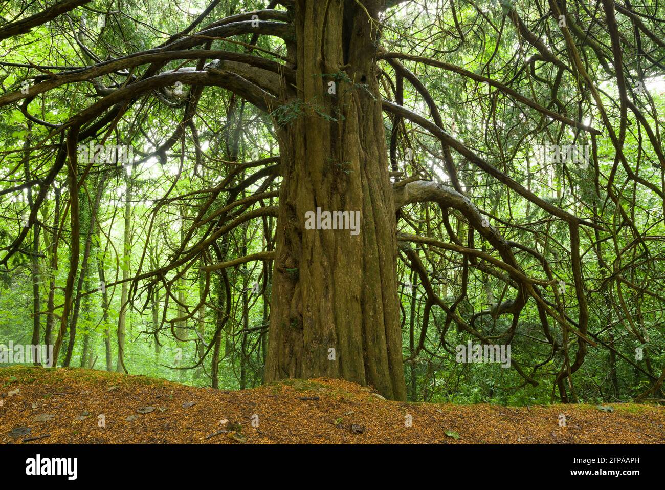 European yew hi-res stock photography and images - Alamy