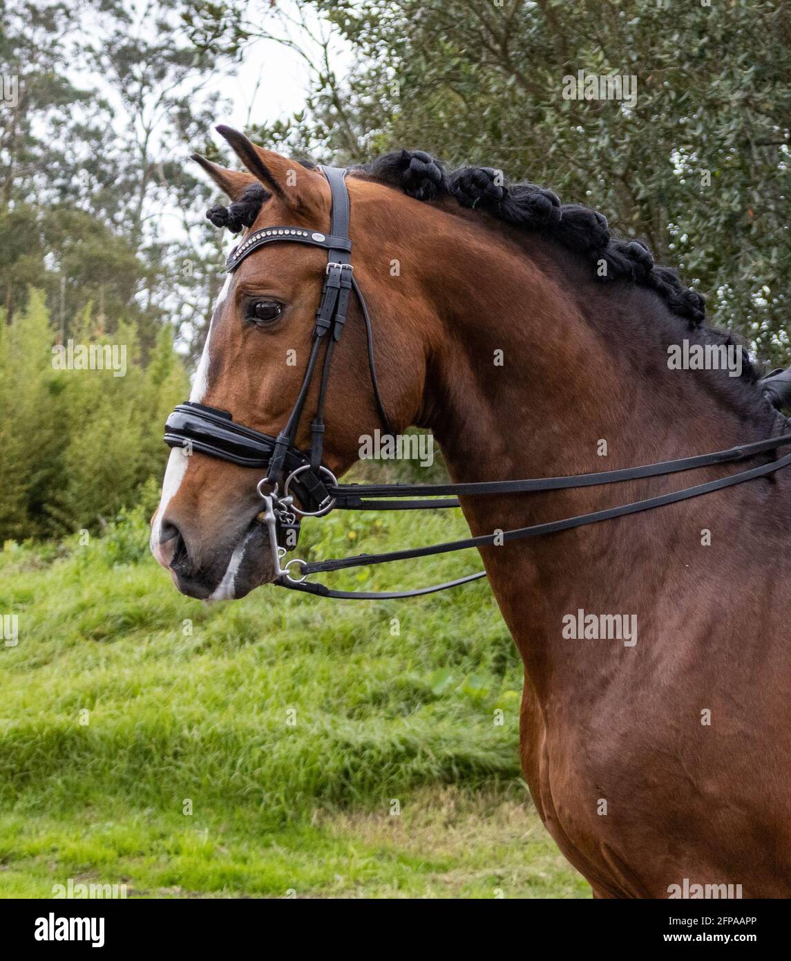 Sao miguel azores horse hi-res stock photography and images - Alamy
