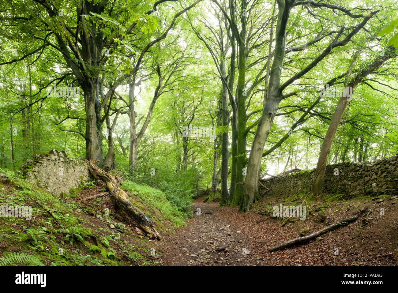A bridlepath through Common Beech trees in summer between Mendip Lodge ...
