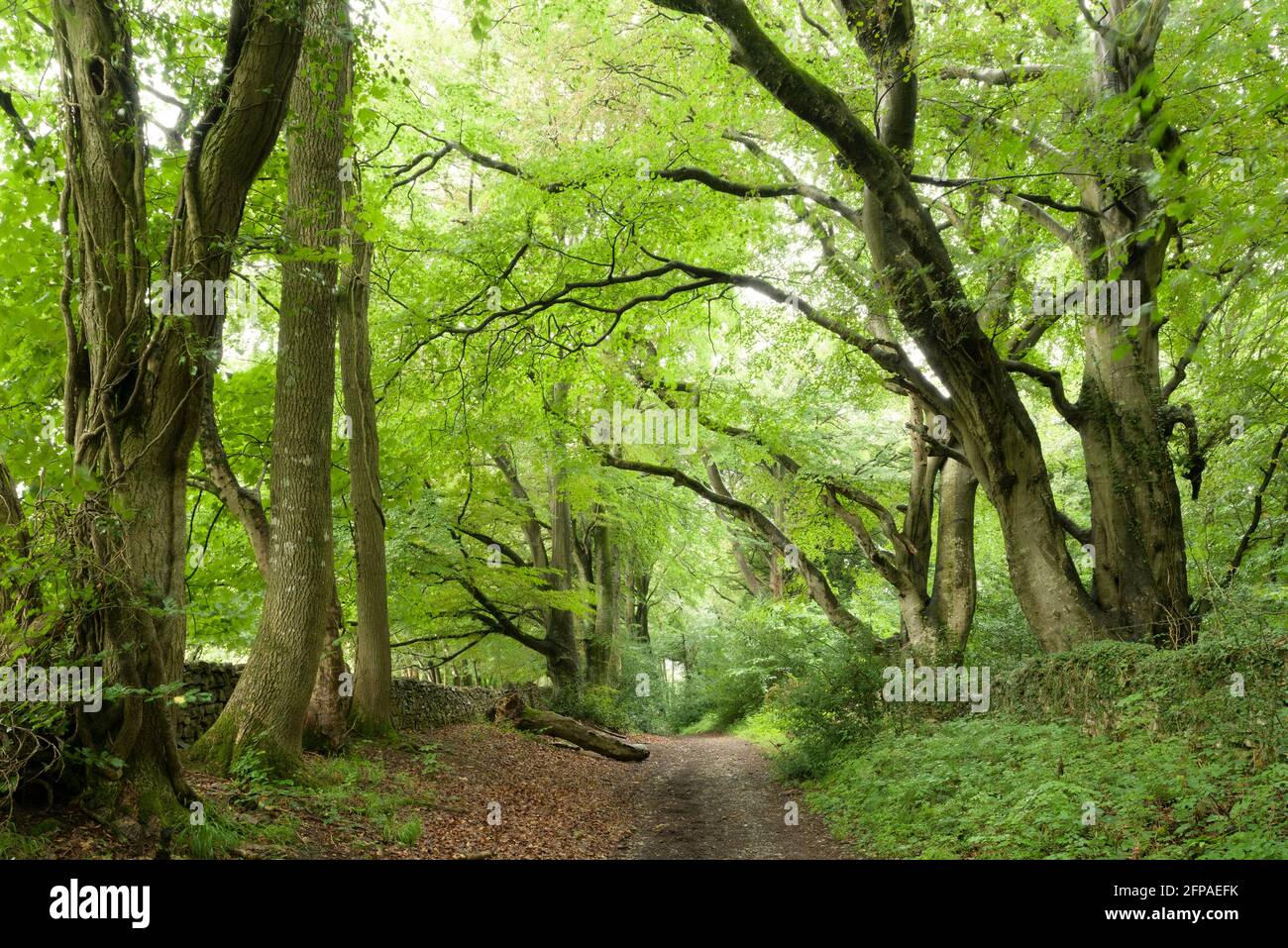 A bridlepath through Common Beech trees in summer between Mendip Lodge ...