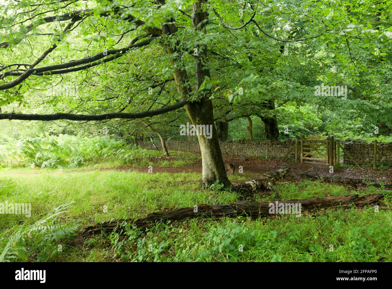 Common Beech trees in summer at Dolebury Warren in the Mendip Hills ...