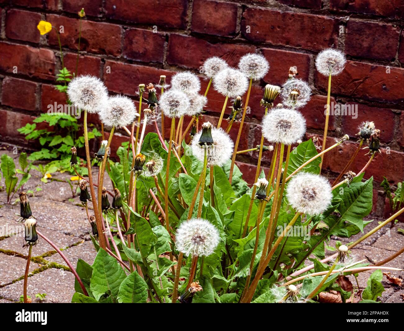 Garden weeds and wall hi-res stock photography and images - Alamy