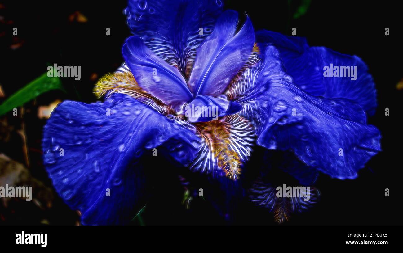 Iris limniris hi-res stock photography and images - Alamy