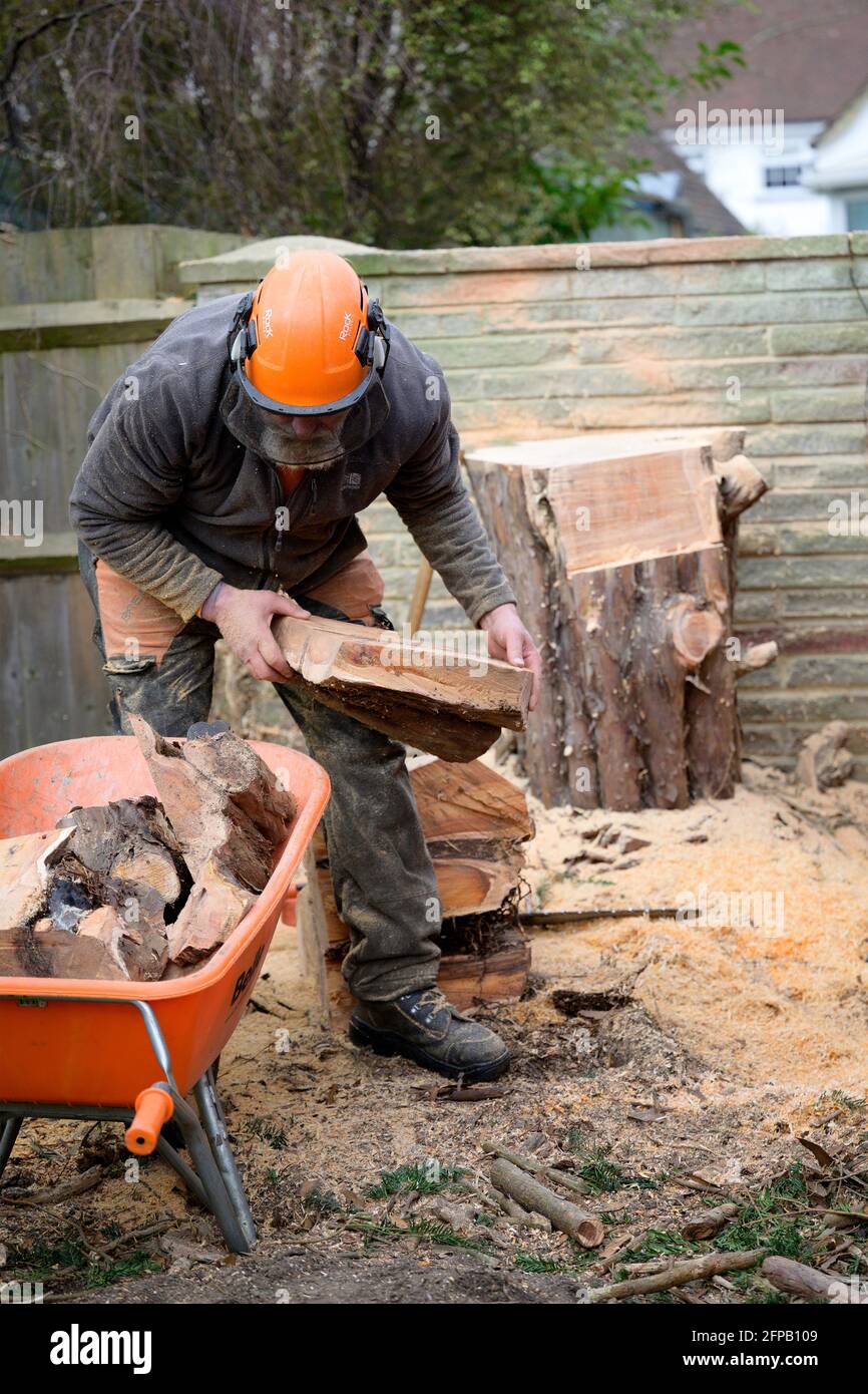 An arborist carry a oak to wheelbarrow at the garden Stock Photo - Alamy