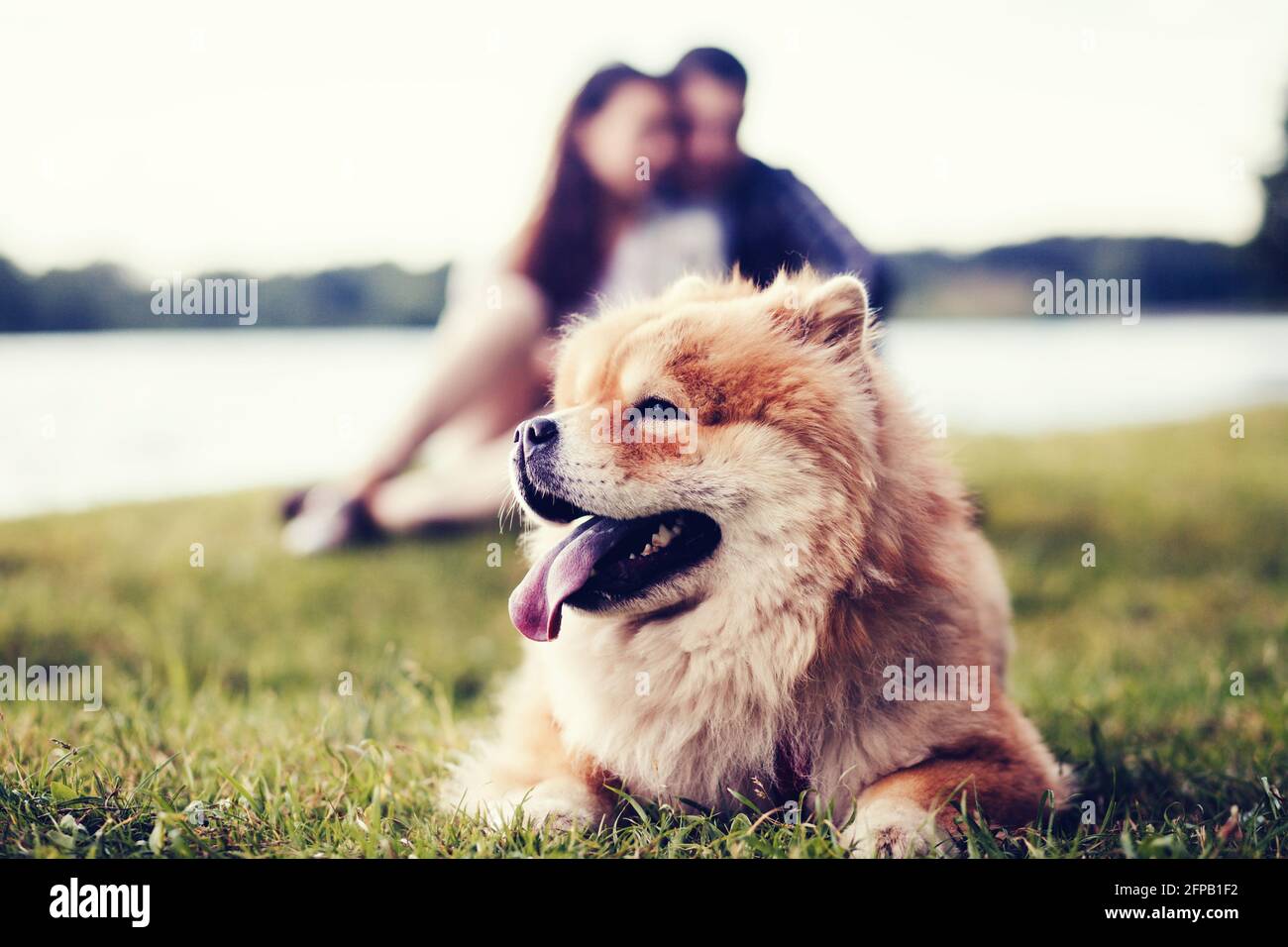 cute dog chow chow lying in the park on the grass Stock Photo - Alamy
