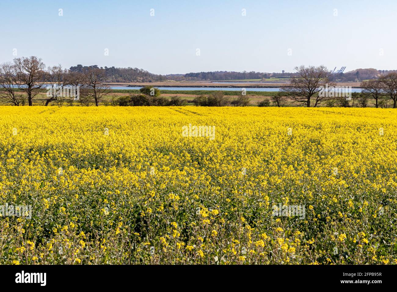 A view of a farm field planted with rapeseed crop which is bright ...