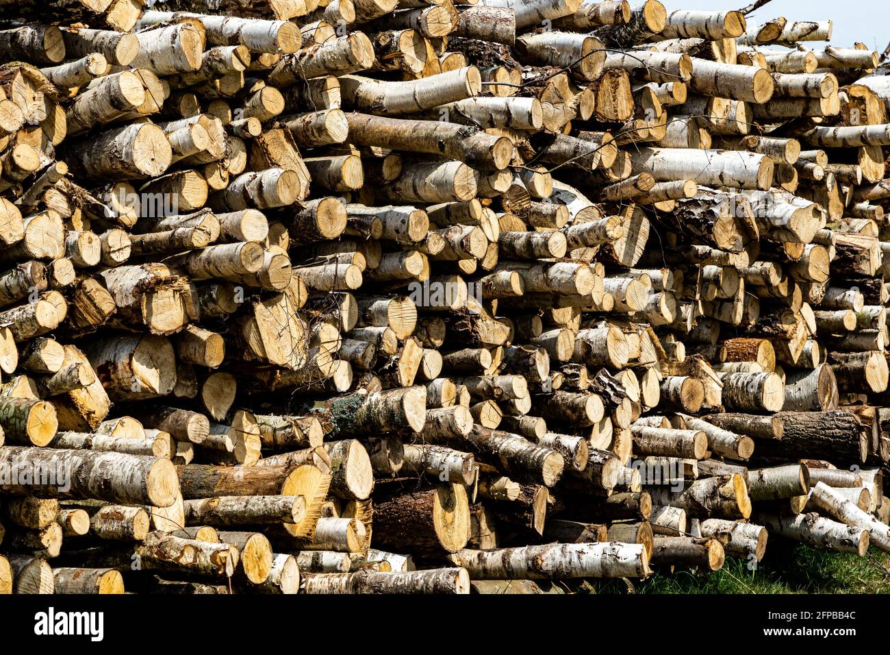 Stacked timber logs and tree trunks that have been felled for ...