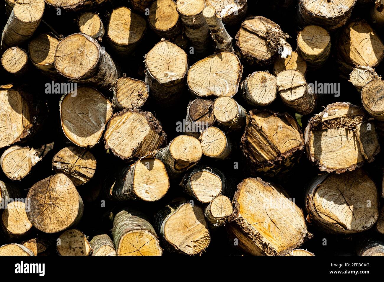 Stacked timber logs and tree trunks that have been felled for ...