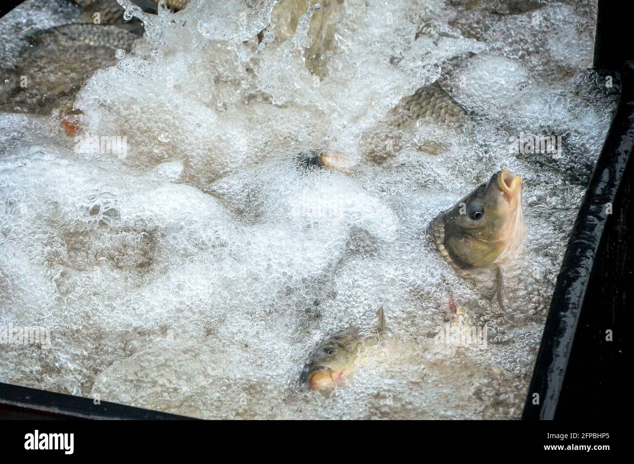 Belarus - August 2013: Industrial fish farming. Fish in the container ...