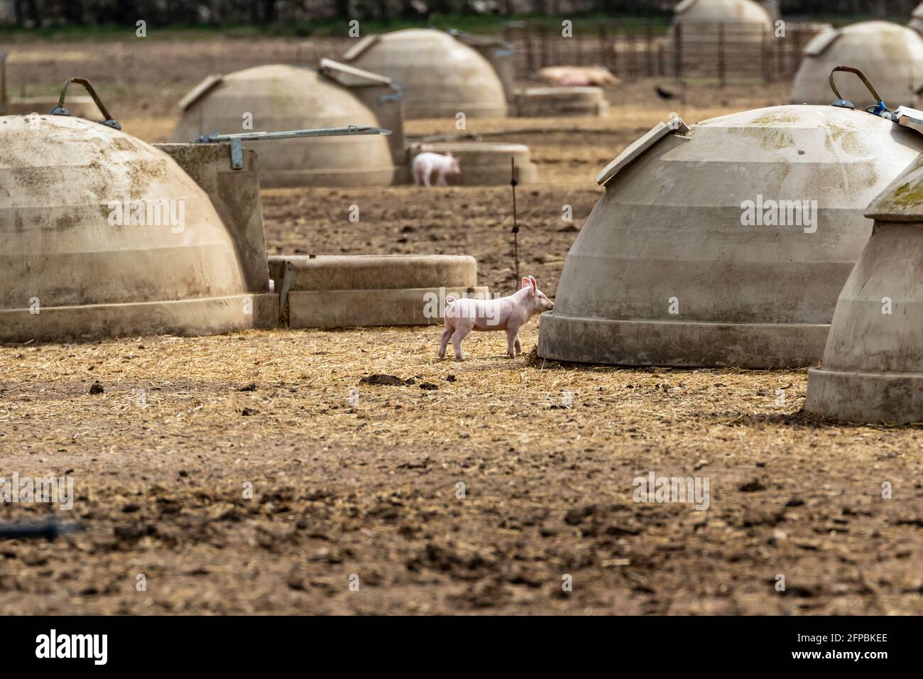Pigs running free hi-res stock photography and images - Alamy