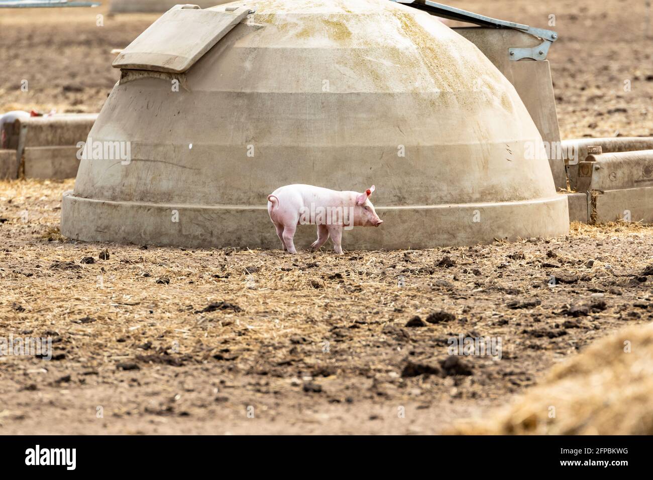 Pigs running free hi-res stock photography and images - Alamy