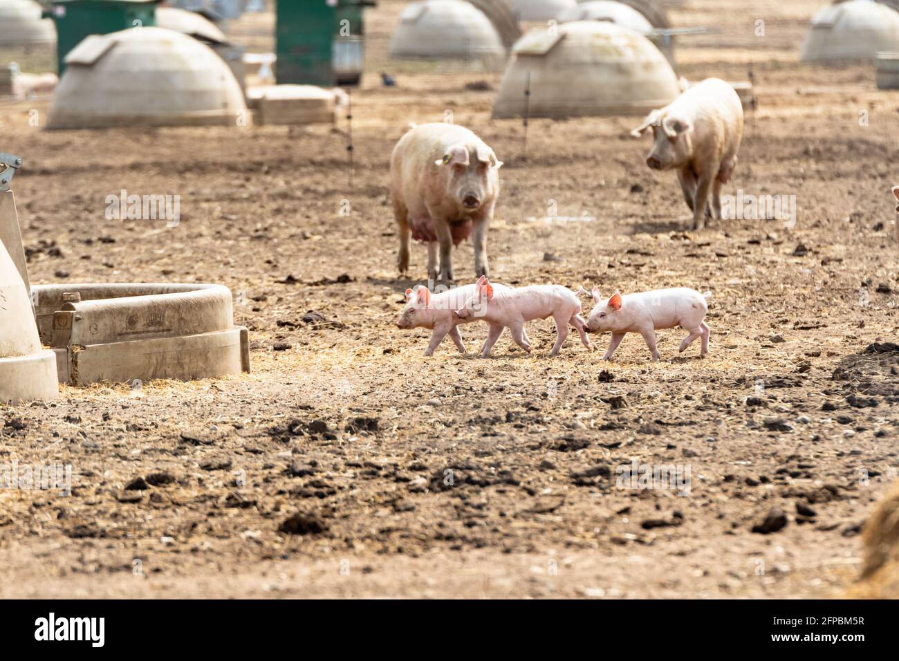 Pigs running free hi-res stock photography and images - Alamy