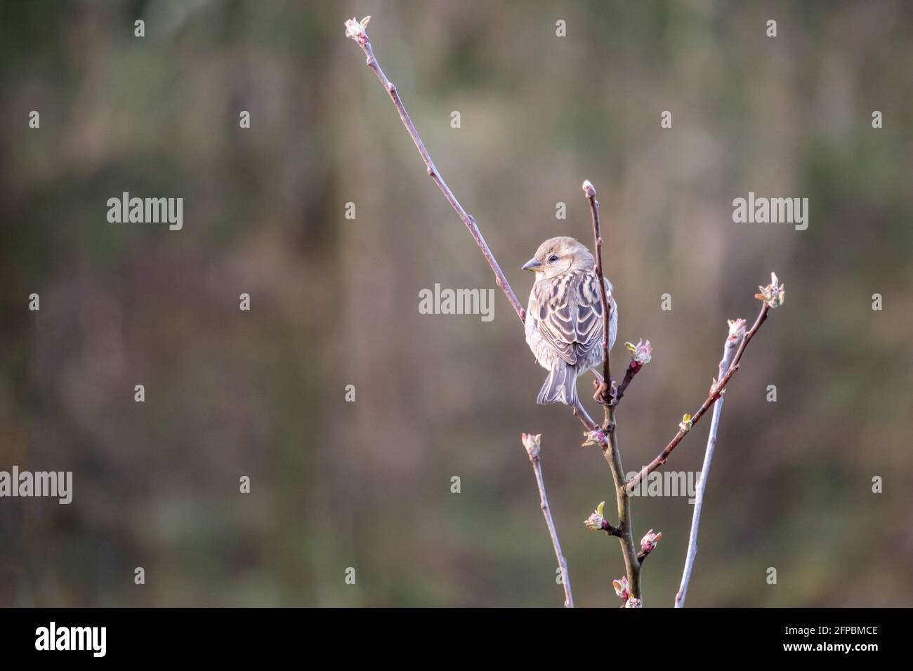 Tree branch on bird hi-res stock photography and images - Alamy