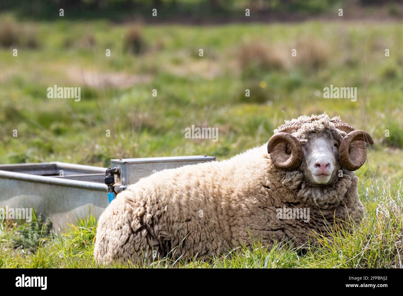 Long horn sheep hi-res stock photography and images - Alamy
