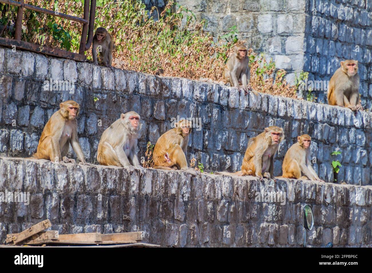 Monkeys near the temple hi-res stock photography and images - Alamy