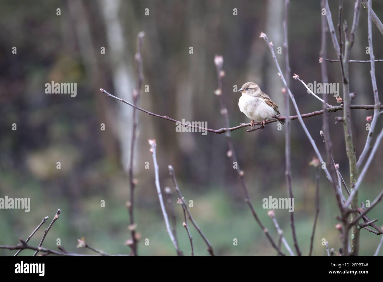 Sparrow sitting on branch spring hi-res stock photography and images ...