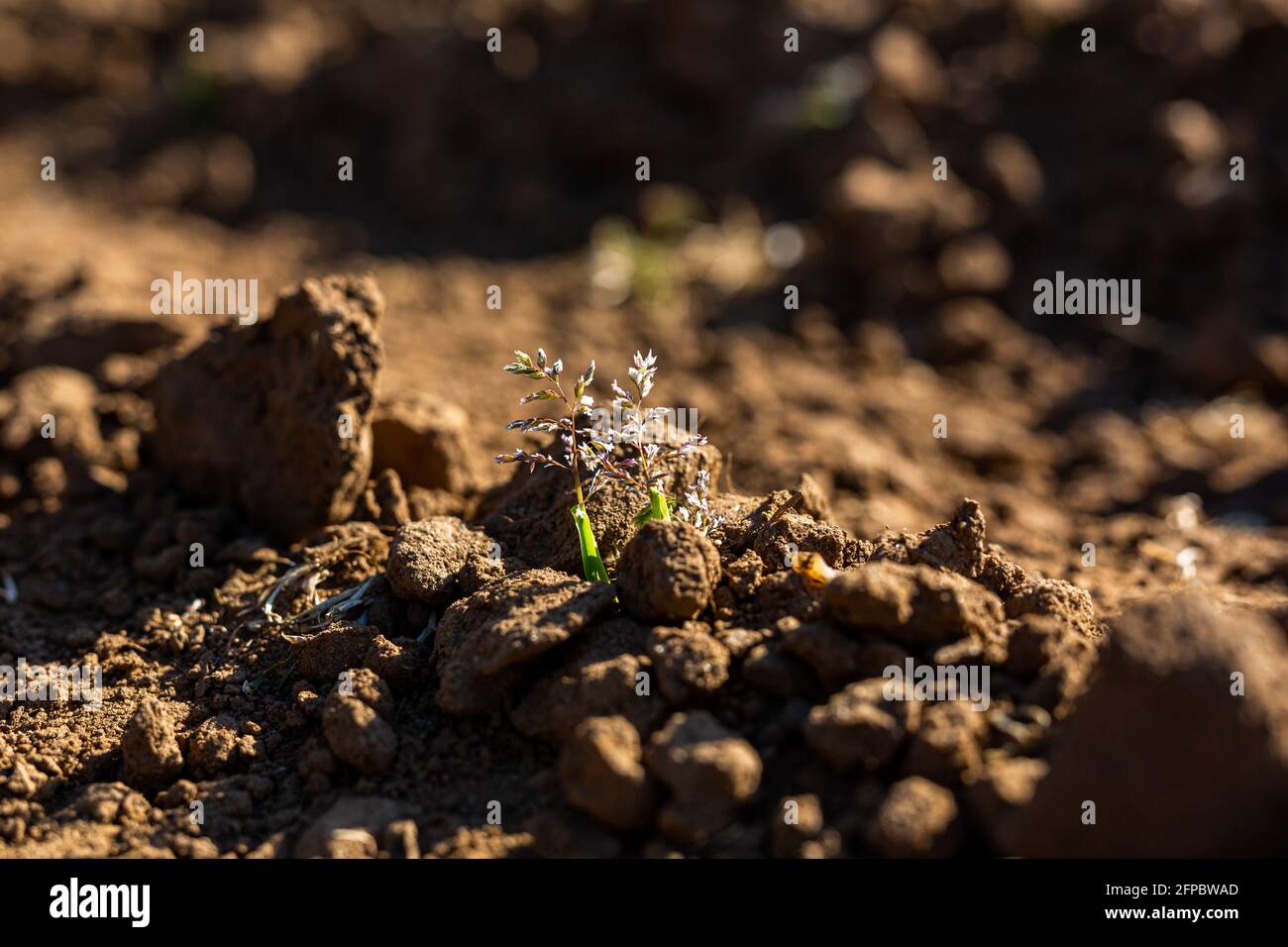 A small sapling sprouting through thick soil on a farm field, growth ...