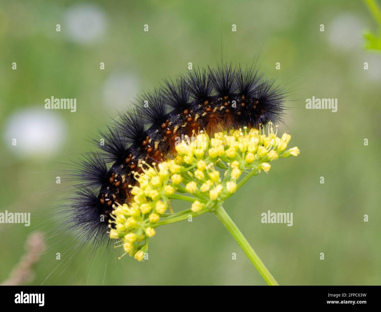 Buck moth hi-res stock photography and images - Alamy