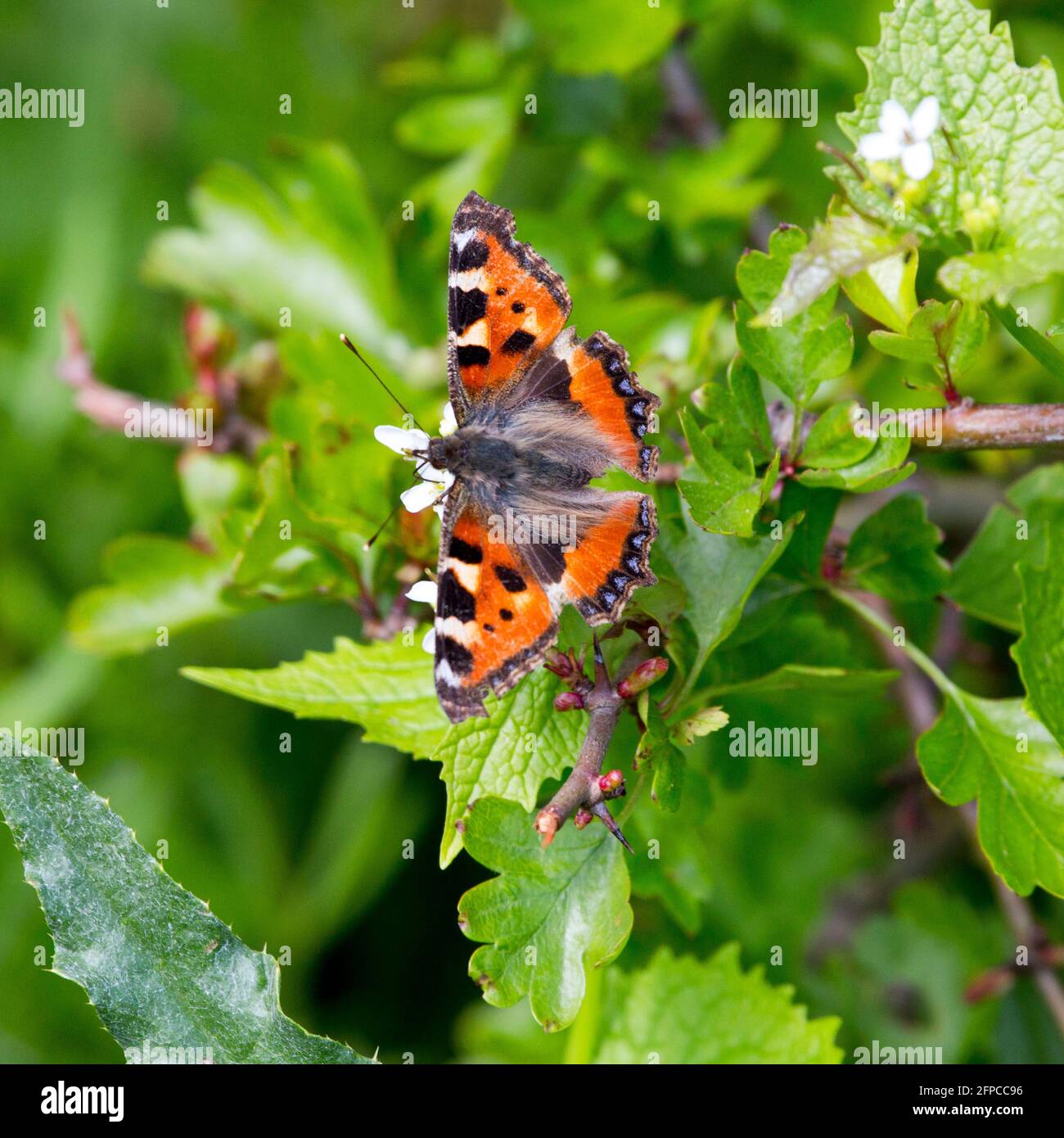 small tortoiseshell butterfly Stock Photo - Alamy