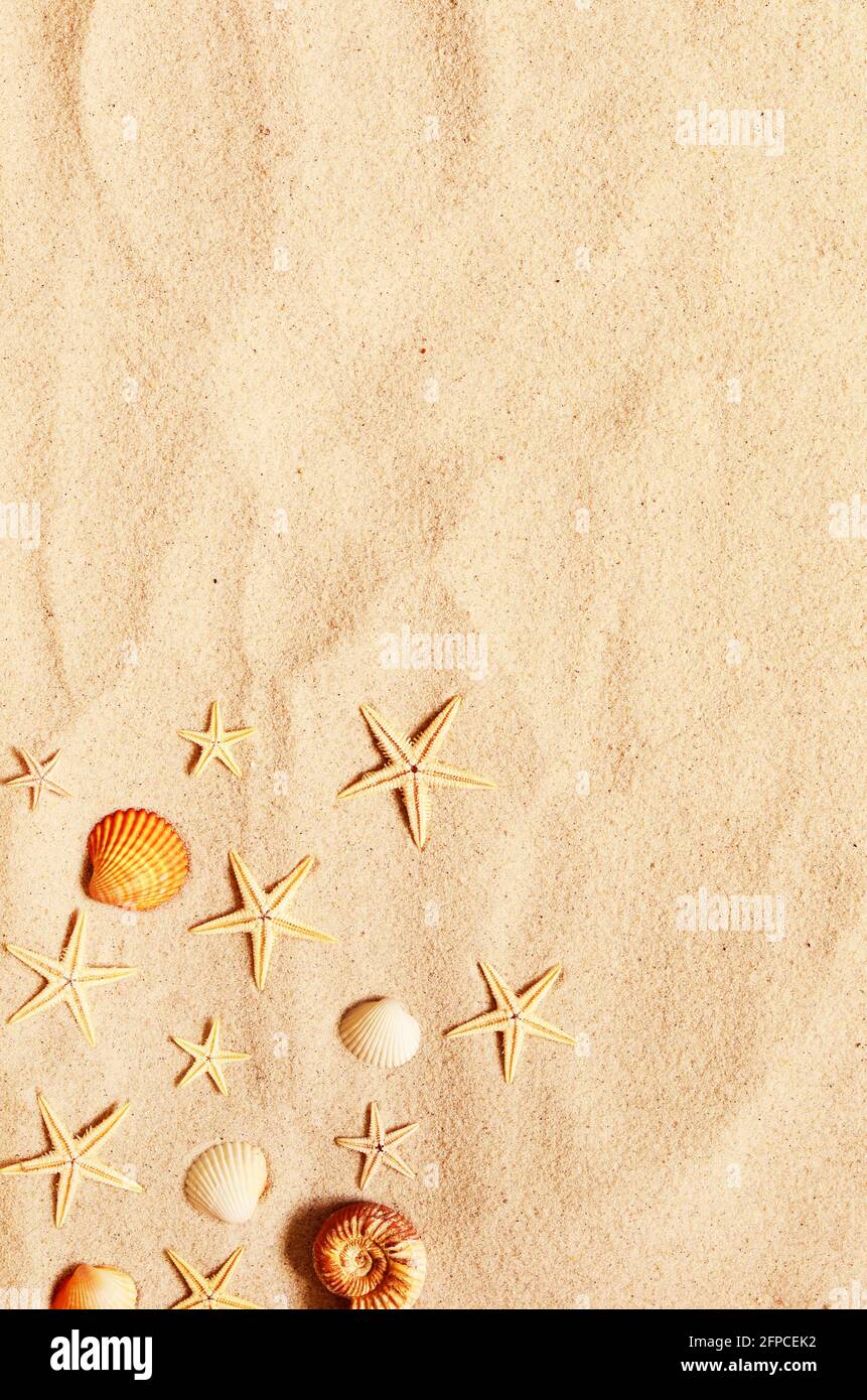 Seashell and starfish pattern on the sandy beach. Summer background ...