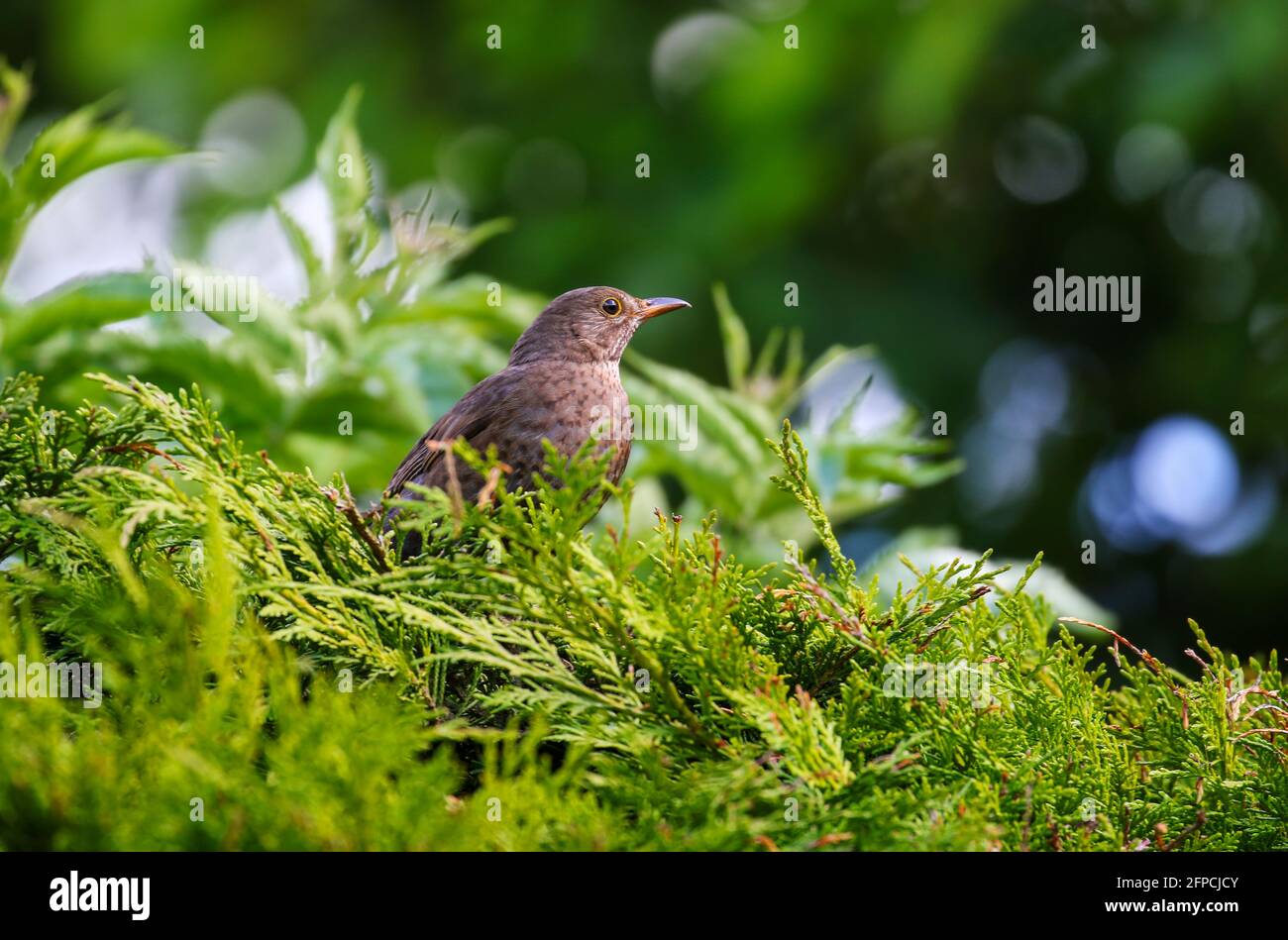 Female blackbird "Turdus merula" perched on conifer tree branches with ...