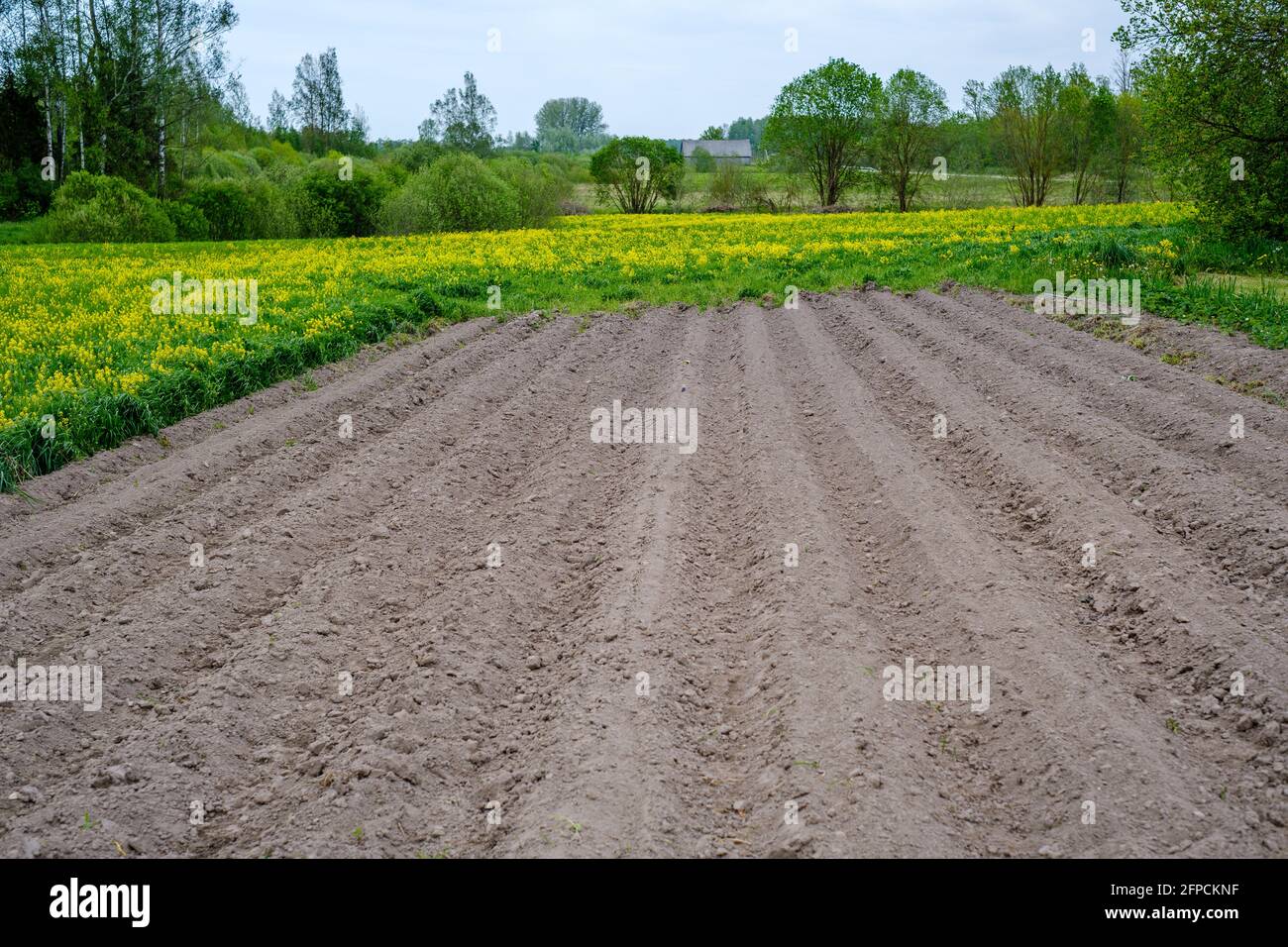small agriculture field with plow marks ready for planting Stock Photo ...