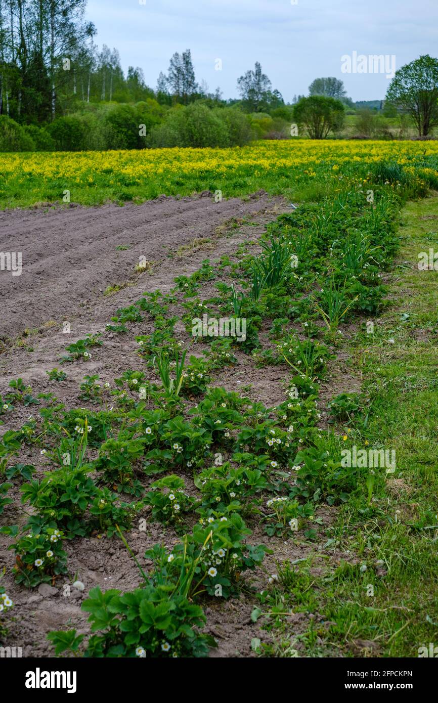 small agriculture field with plow marks ready for planting Stock Photo ...
