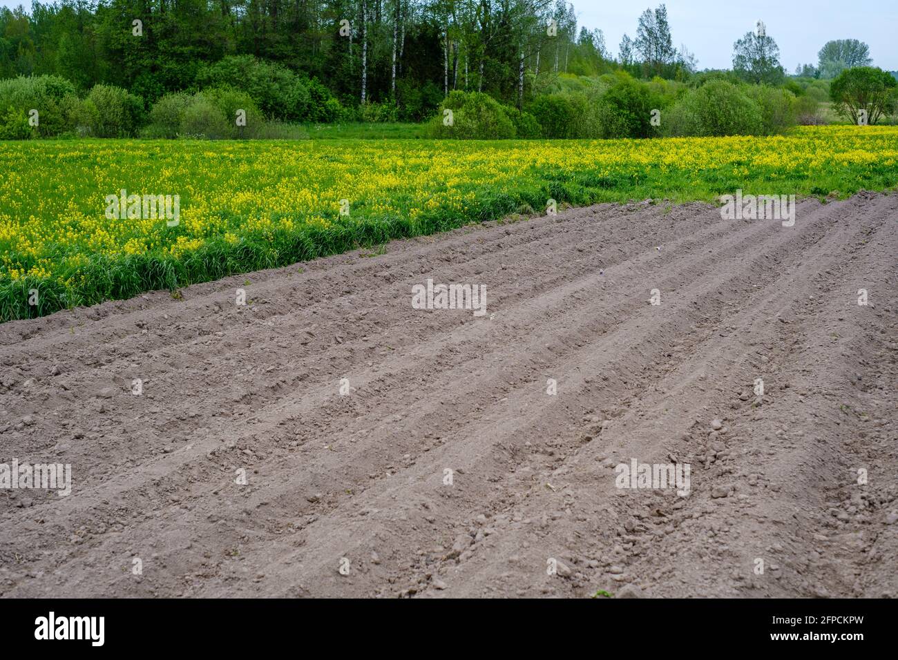 small agriculture field with plow marks ready for planting Stock Photo ...
