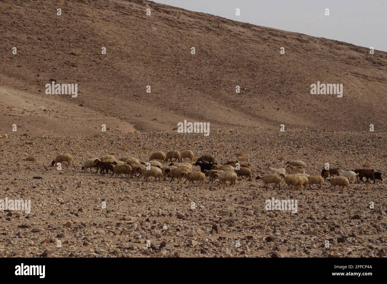 Sheep grazing on the rocky ground in a dry riverbed at the foot of a ...