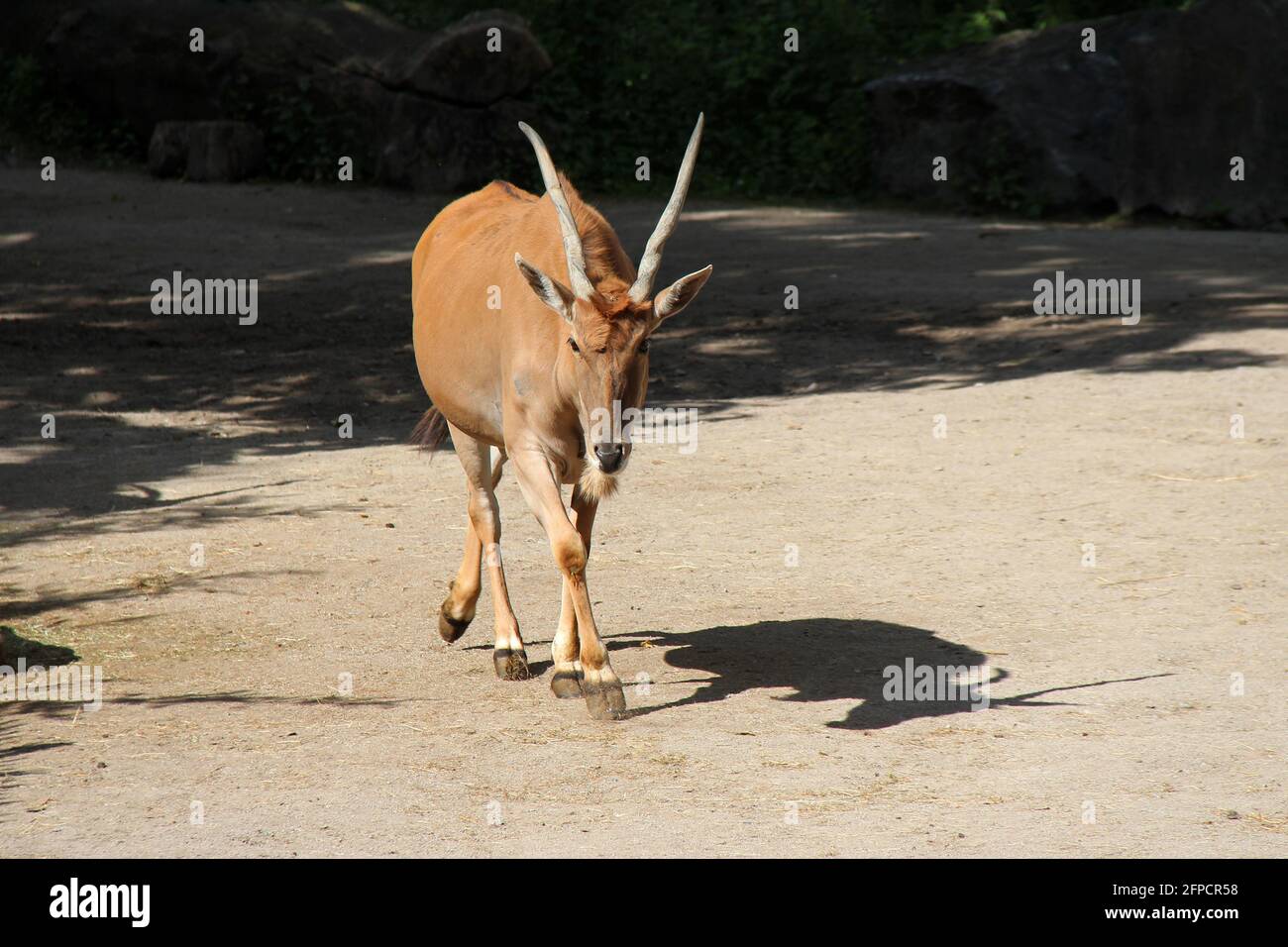 Elan mammal wildlife animal hi-res stock photography and images - Alamy