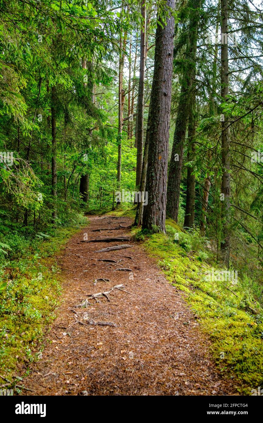 narrow countryside forest road with gravel surface and green foliage ...