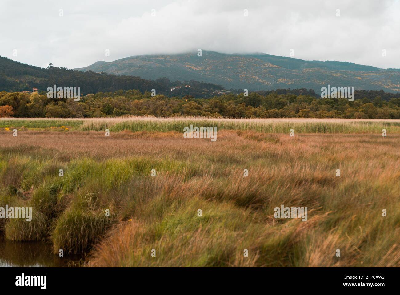 Landscape of shrubland on a windy day Stock Photo - Alamy