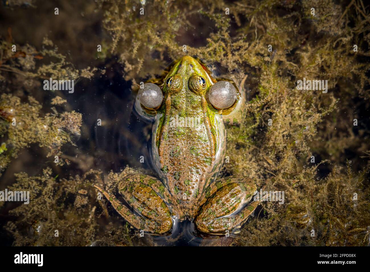 One breeding male pool frog with vocal sacs on both sides of mouth in ...