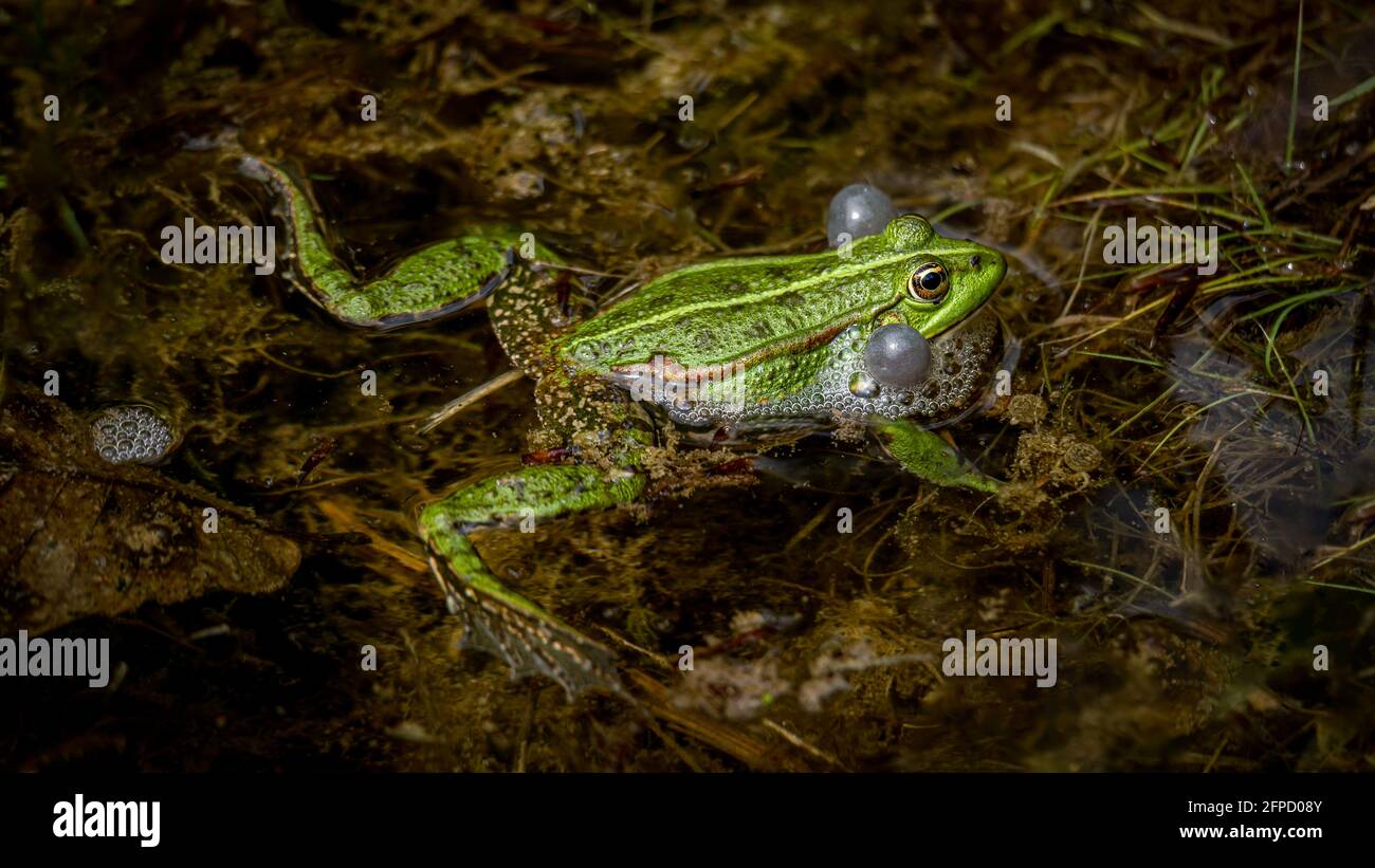One breeding male pool frog with vocal sacs on both sides of mouth in ...