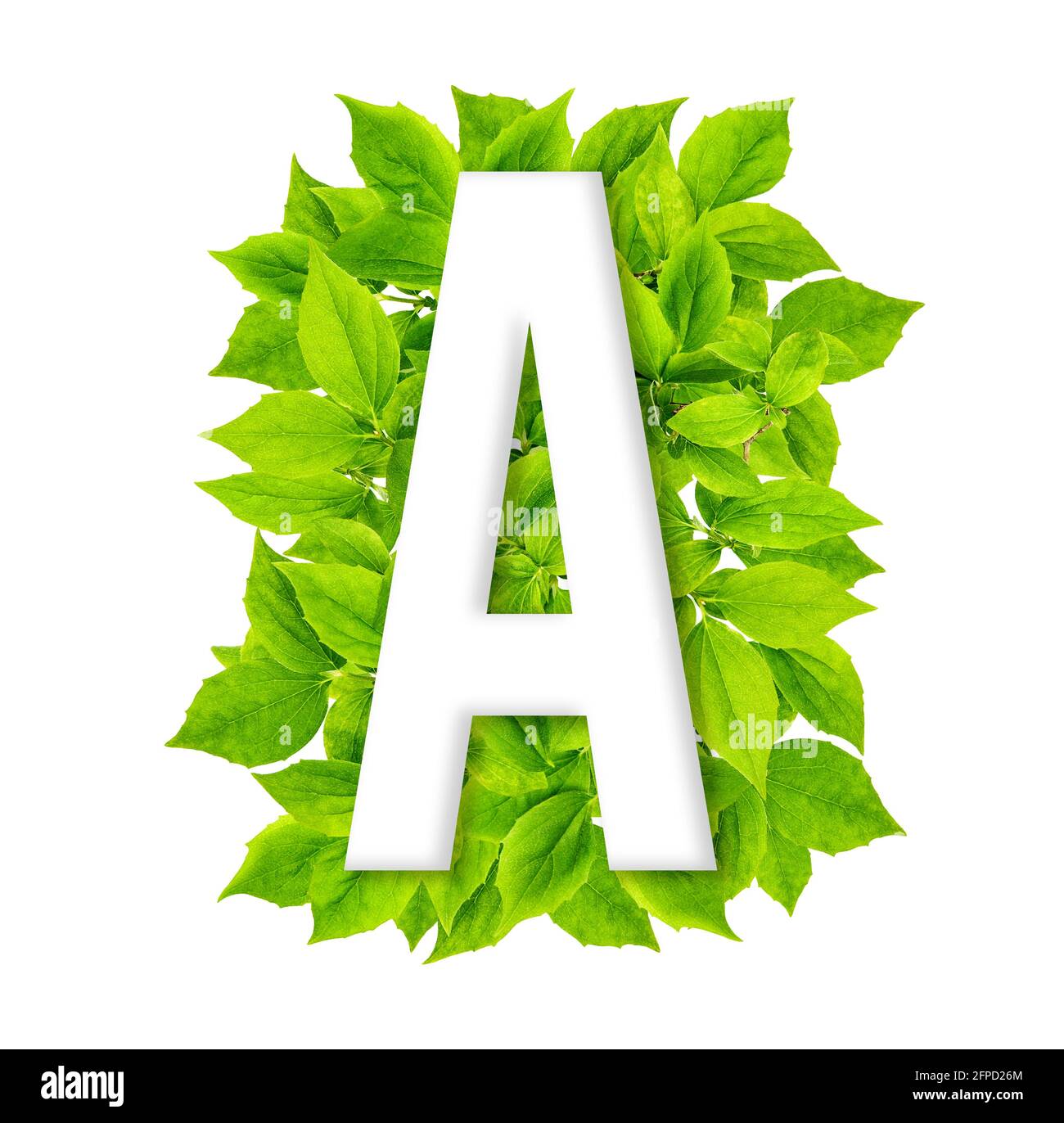 Letter A with green leaves background. ABC floral alphabet Stock Photo ...